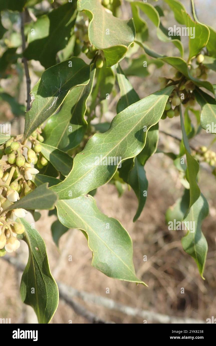 Magic Gwarrie (Euclea divinorum Stock Photo - Alamy