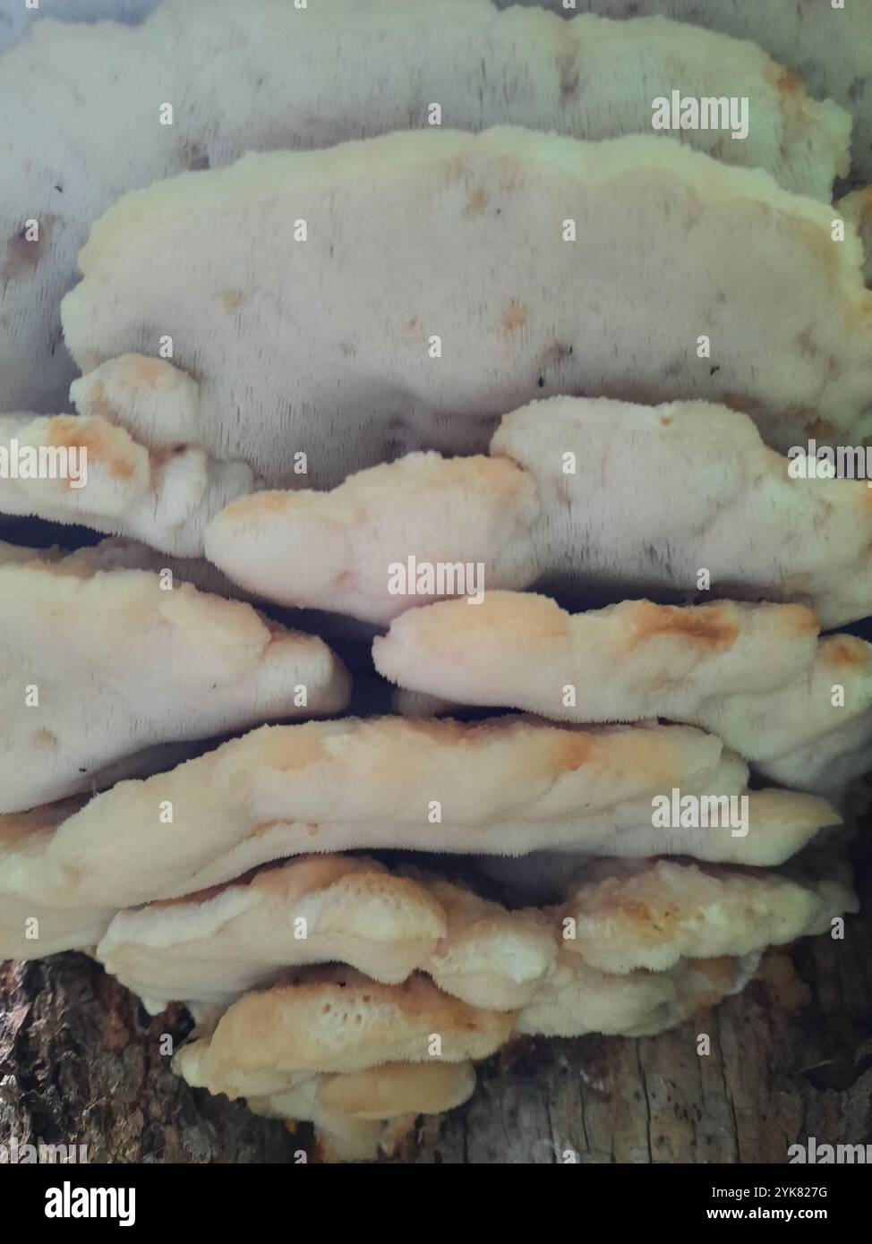 Climacodon septentrionalis hi-res stock photography and images - Alamy