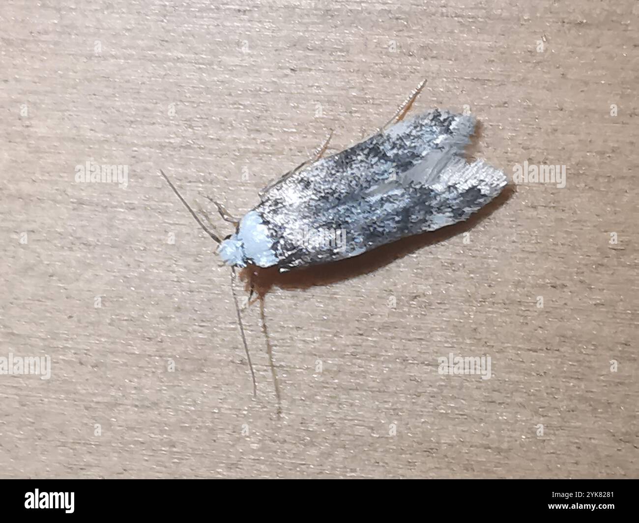White shouldered moth hi-res stock photography and images - Alamy