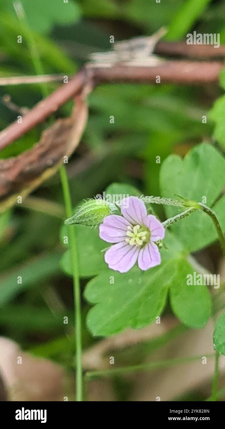 Rough Crane's-Bill (Geranium gardneri Stock Photo - Alamy
