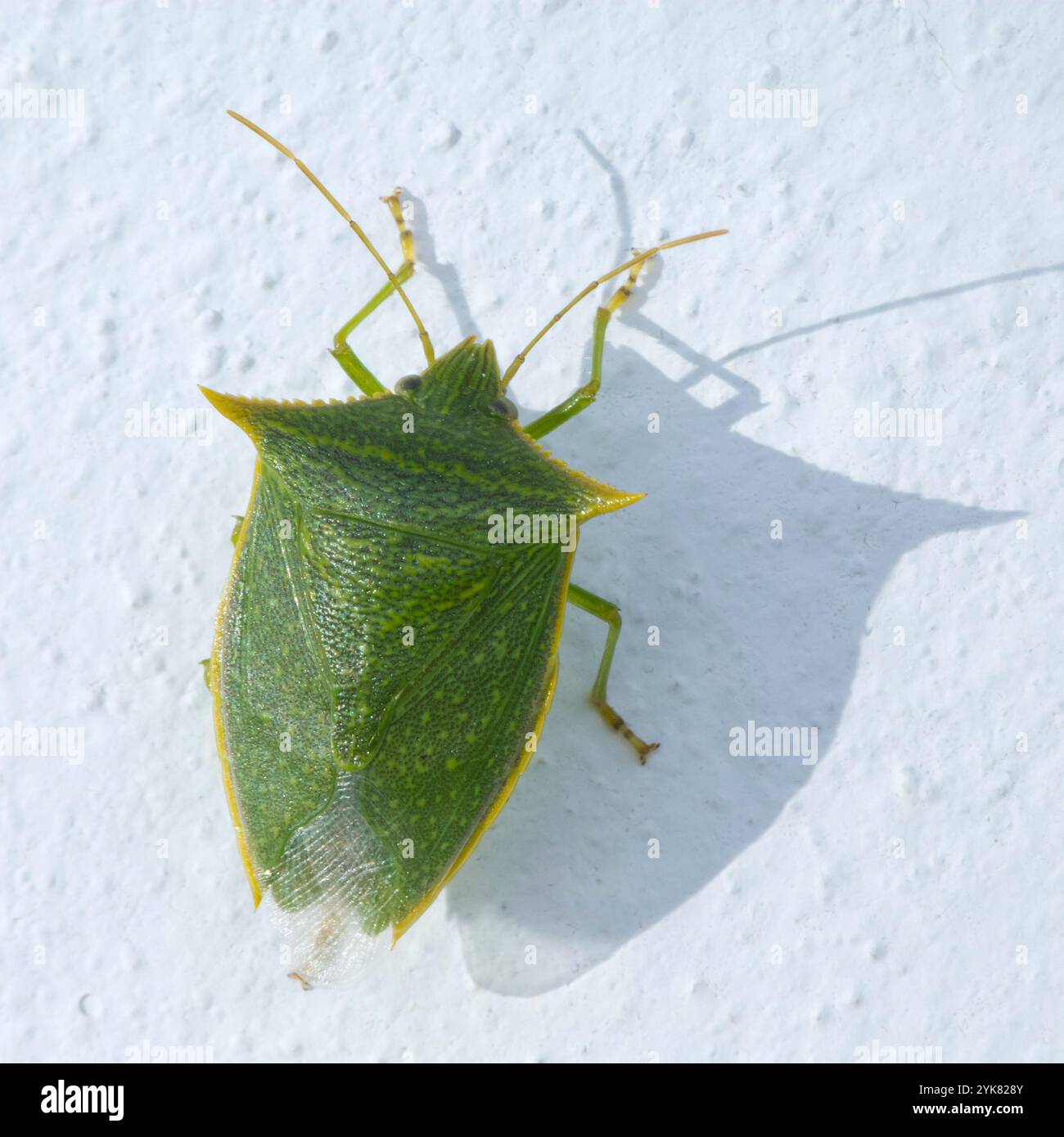 Loxa viridis hi-res stock photography and images - Alamy