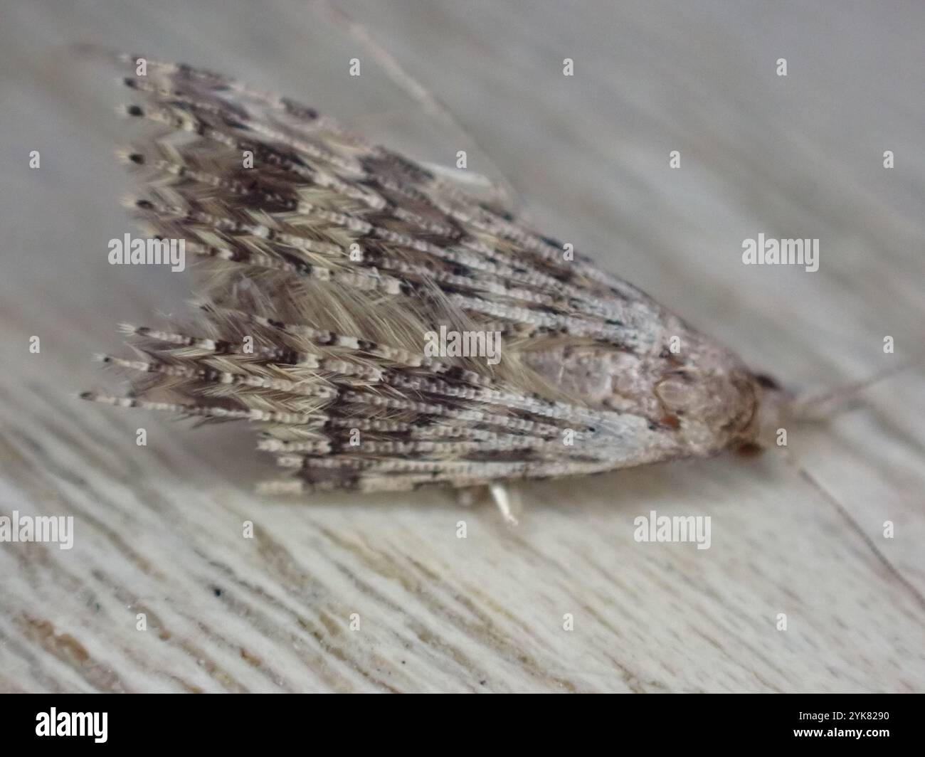 Twenty plume moth twenty plume moth hi-res stock photography and images ...