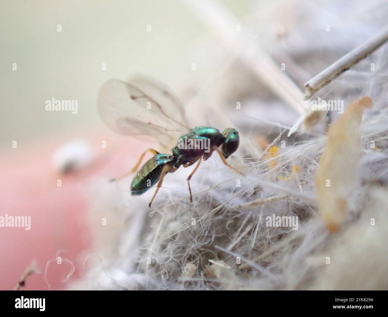 Chalcidoid wasps hi-res stock photography and images - Alamy