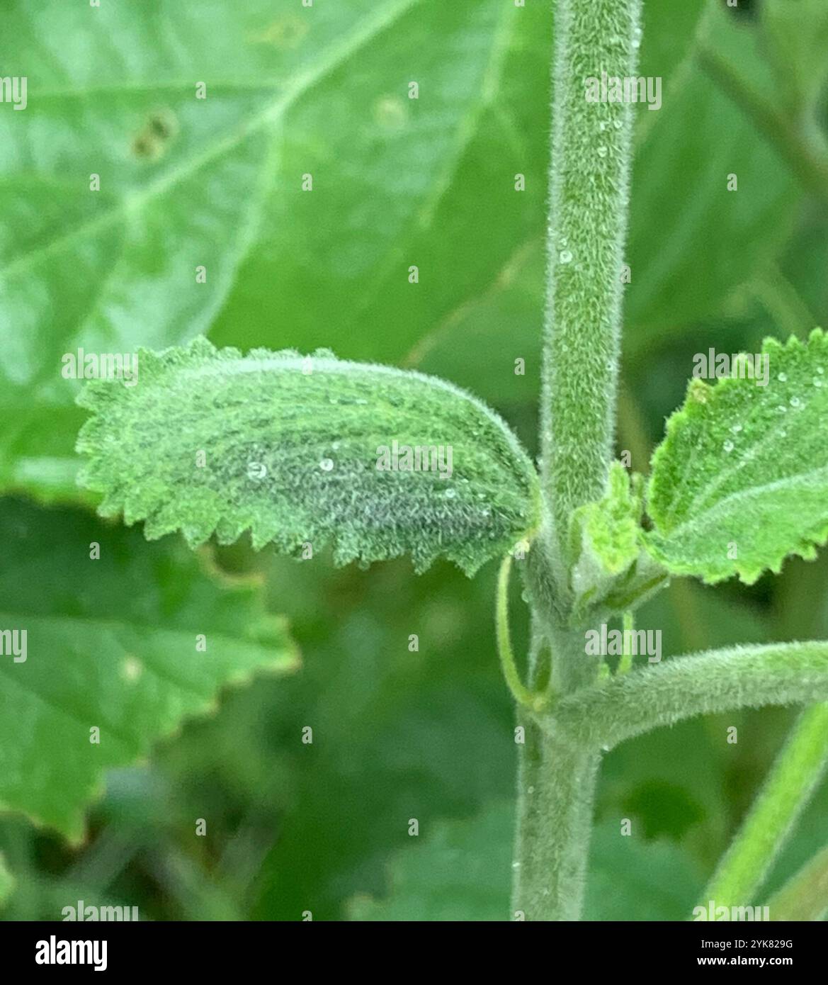flannel weed (Sida cordifolia Stock Photo - Alamy