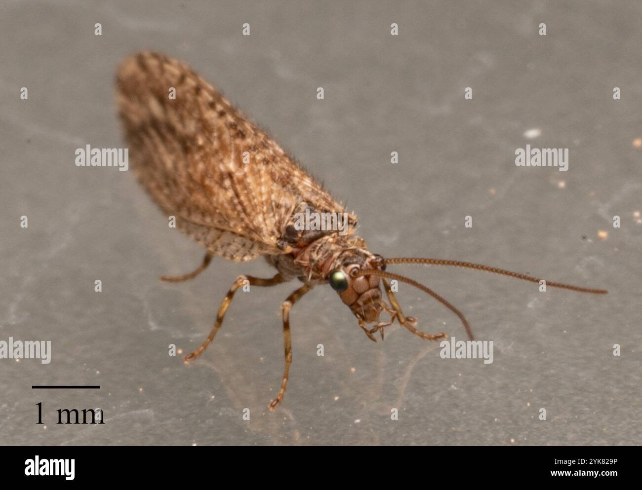 Micromus hi-res stock photography and images - Alamy