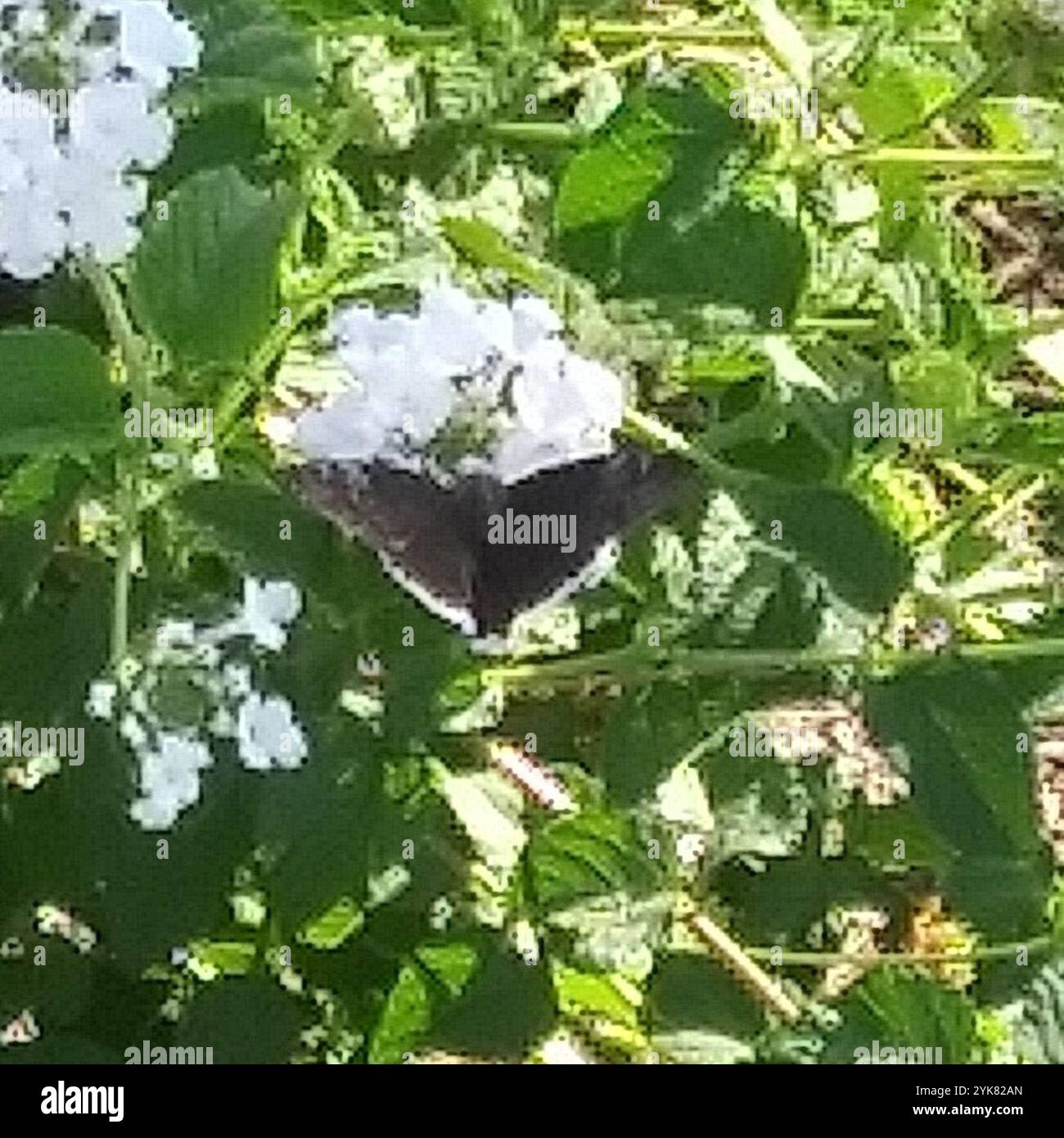 Funereal Duskywing (Erynnis funeralis Stock Photo - Alamy