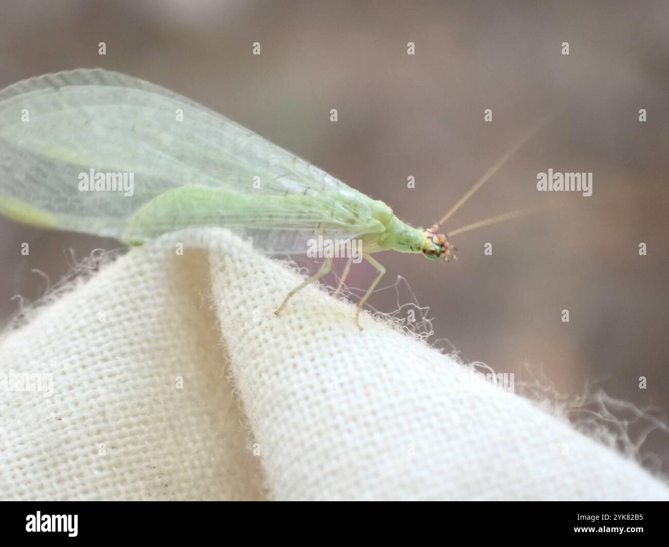 Golden-eyed lacewing (Chrysopa oculata Stock Photo - Alamy