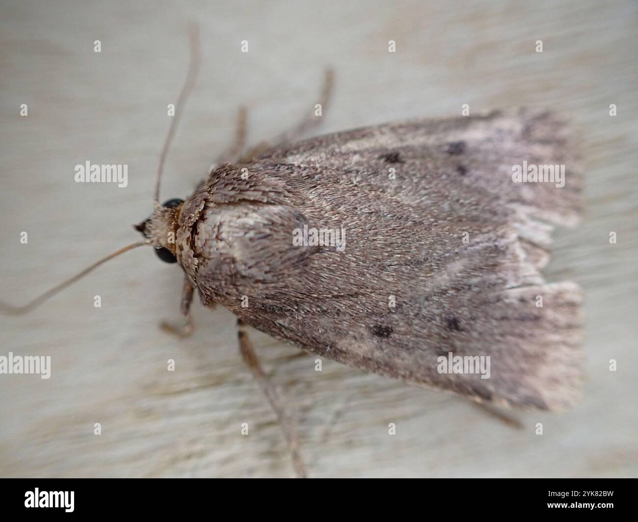 Mouse Moth (Amphipyra tragopoginis Stock Photo - Alamy
