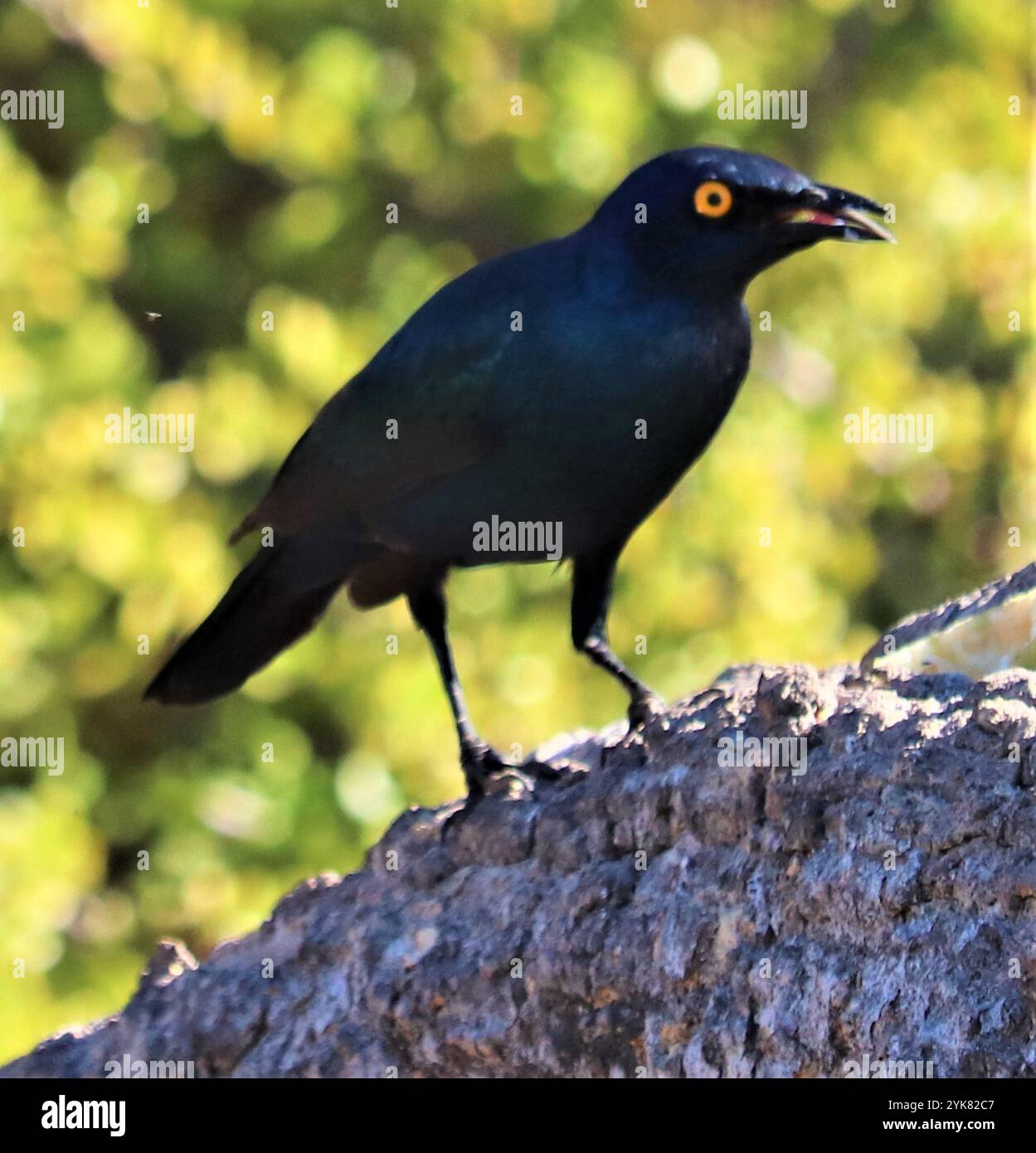 Cape Starling (Lamprotornis nitens Stock Photo - Alamy