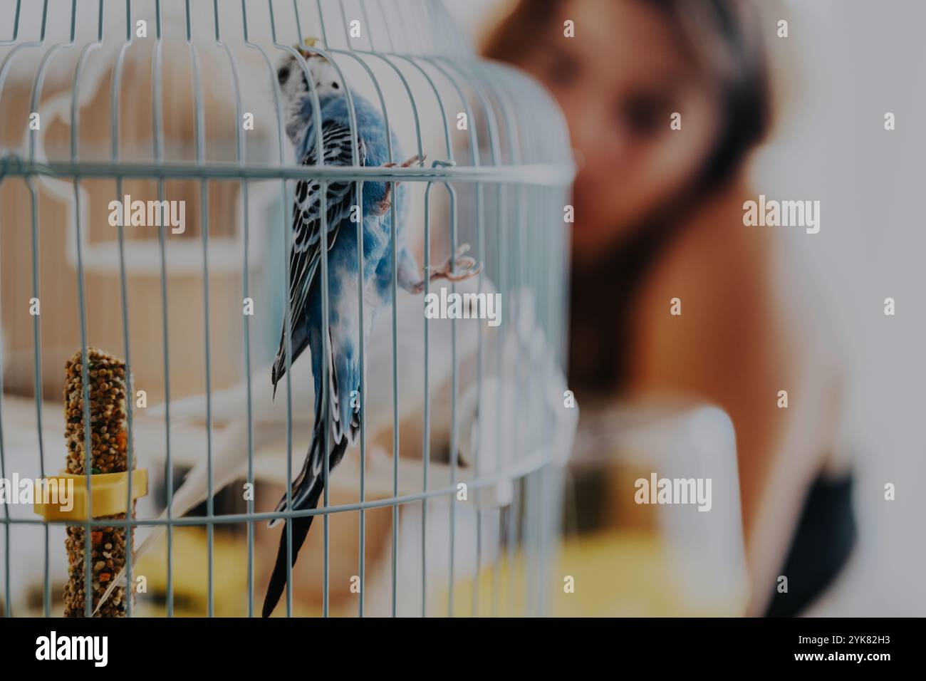 A beautiful blue parrot inside a bird cage with a blurred background ...