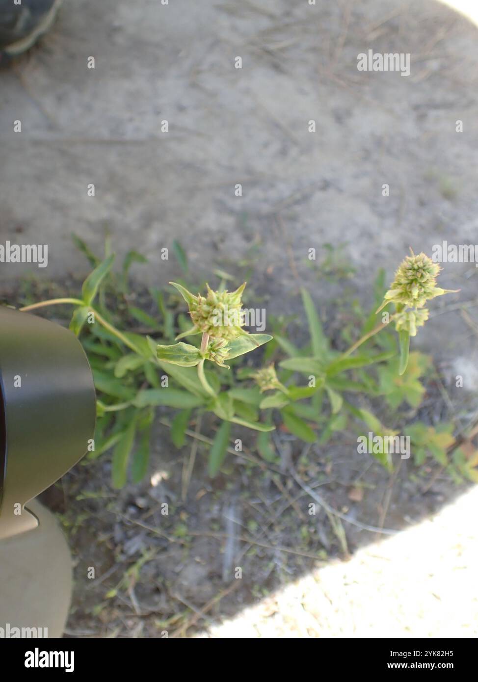 Yellow Beardtongue (Penstemon confertus Stock Photo - Alamy