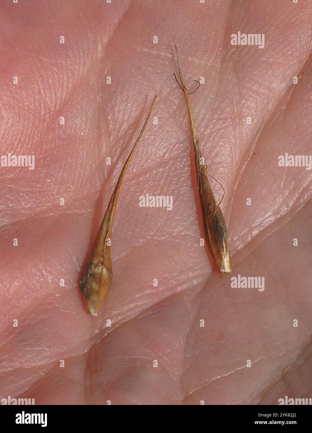 short-bristled horned beaksedge (Rhynchospora corniculata Stock Photo ...