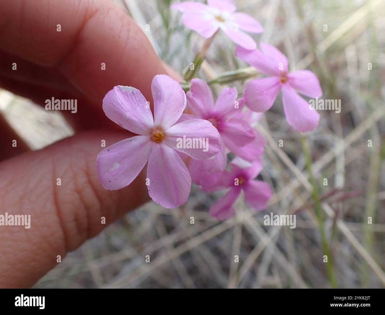 Phlox longifolia hi-res stock photography and images - Alamy