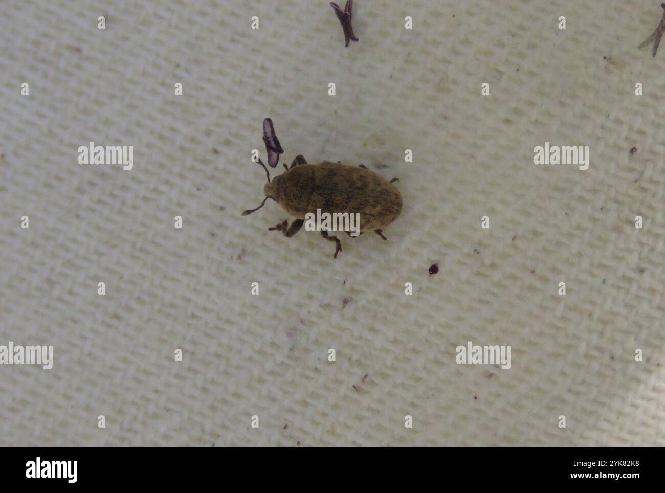 Lesser Knapweed Flower Weevil (Larinus minutus Stock Photo - Alamy
