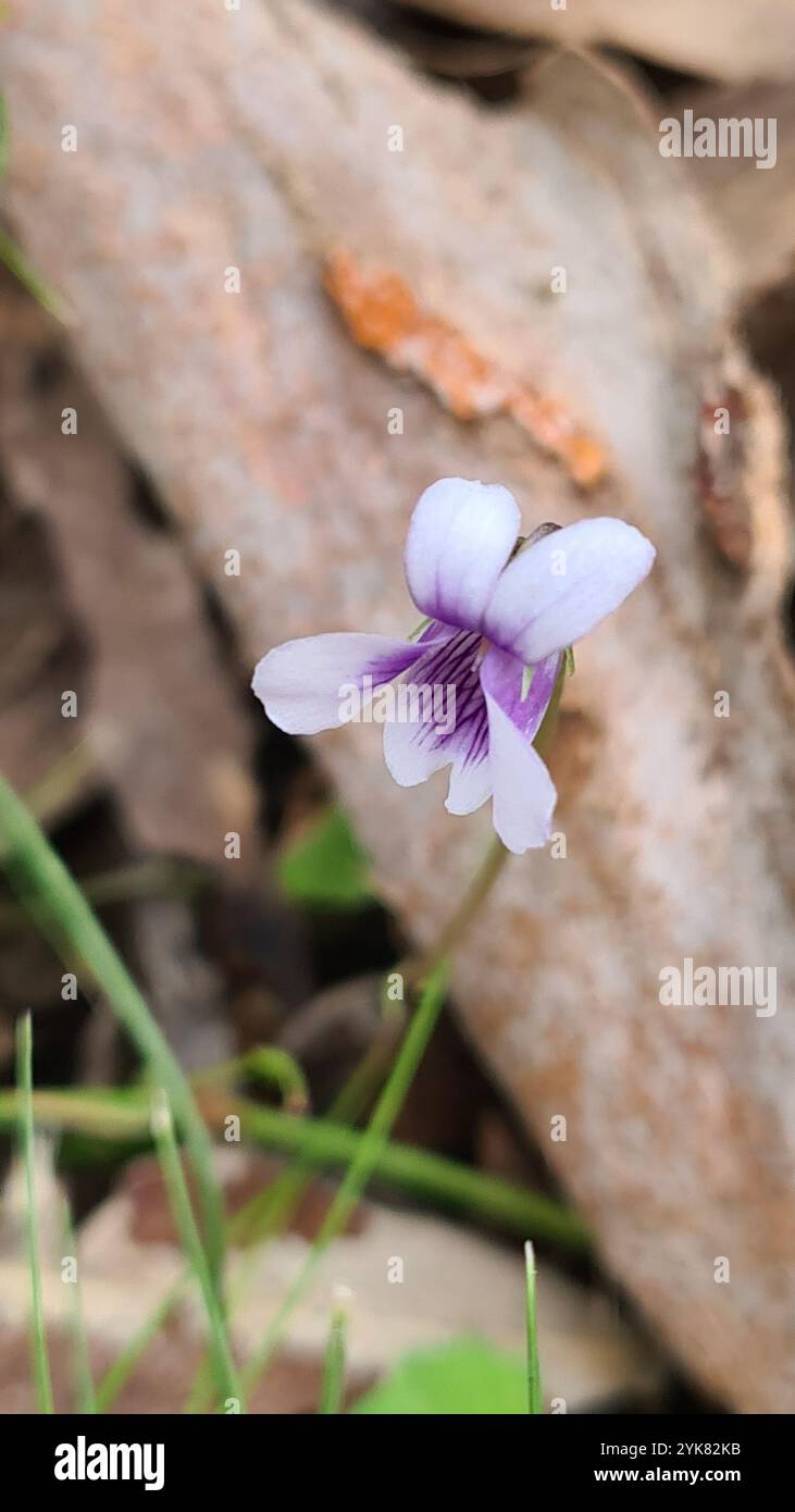 Ivy Leaved Violet (Viola hederacea Stock Photo - Alamy