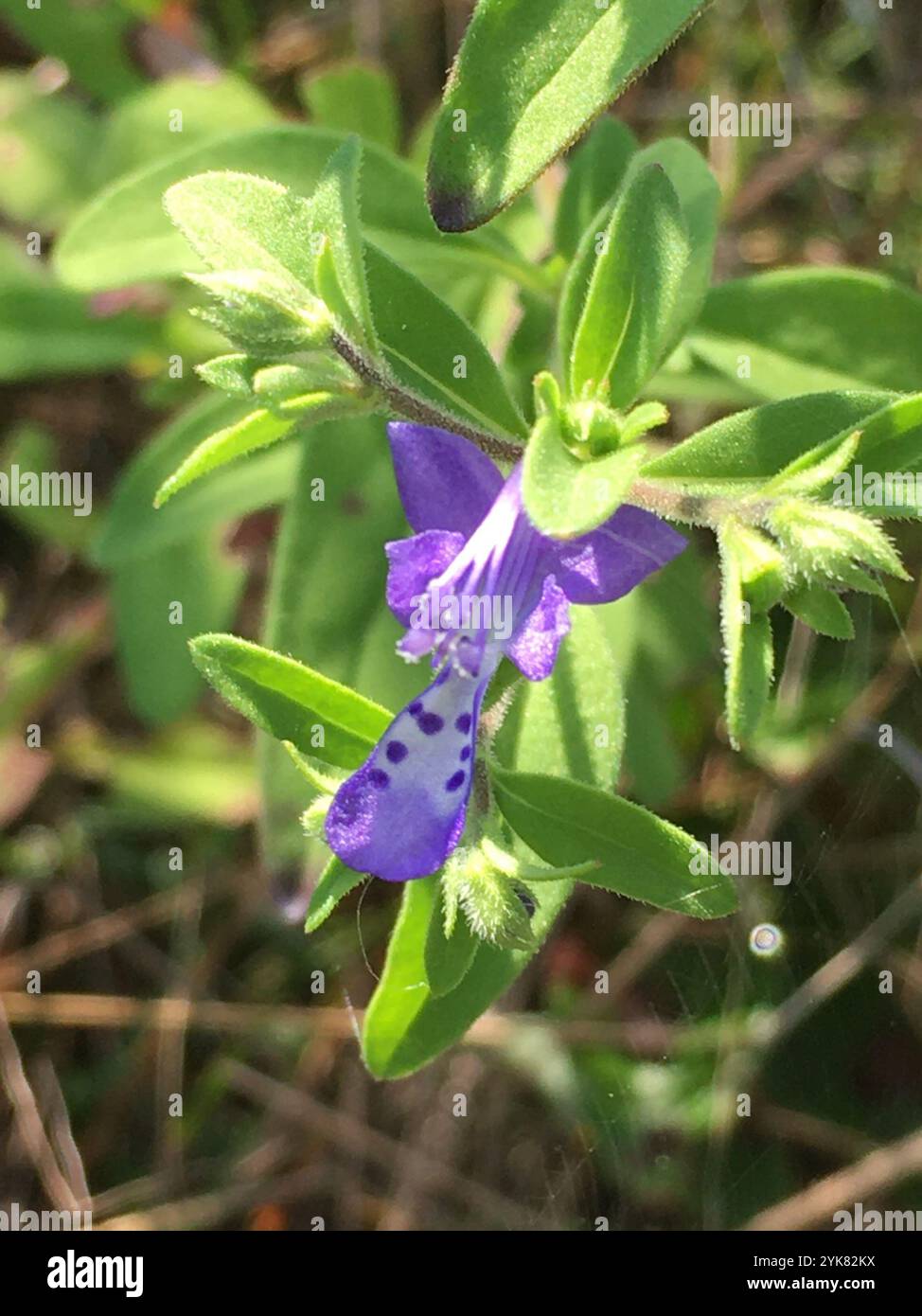 Blue Curls (Trichostema dichotomum Stock Photo - Alamy