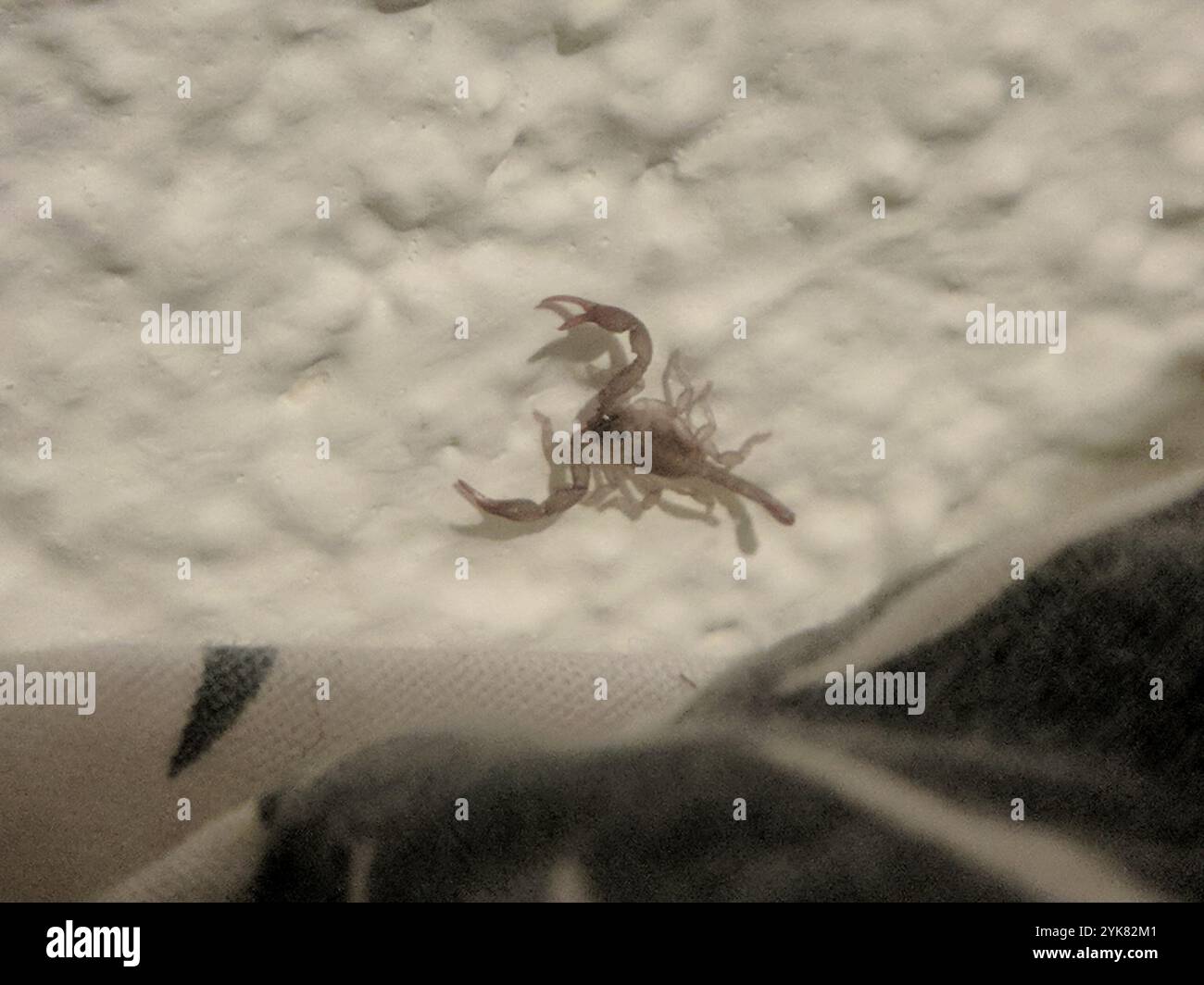 Small wood scorpions hi-res stock photography and images - Alamy