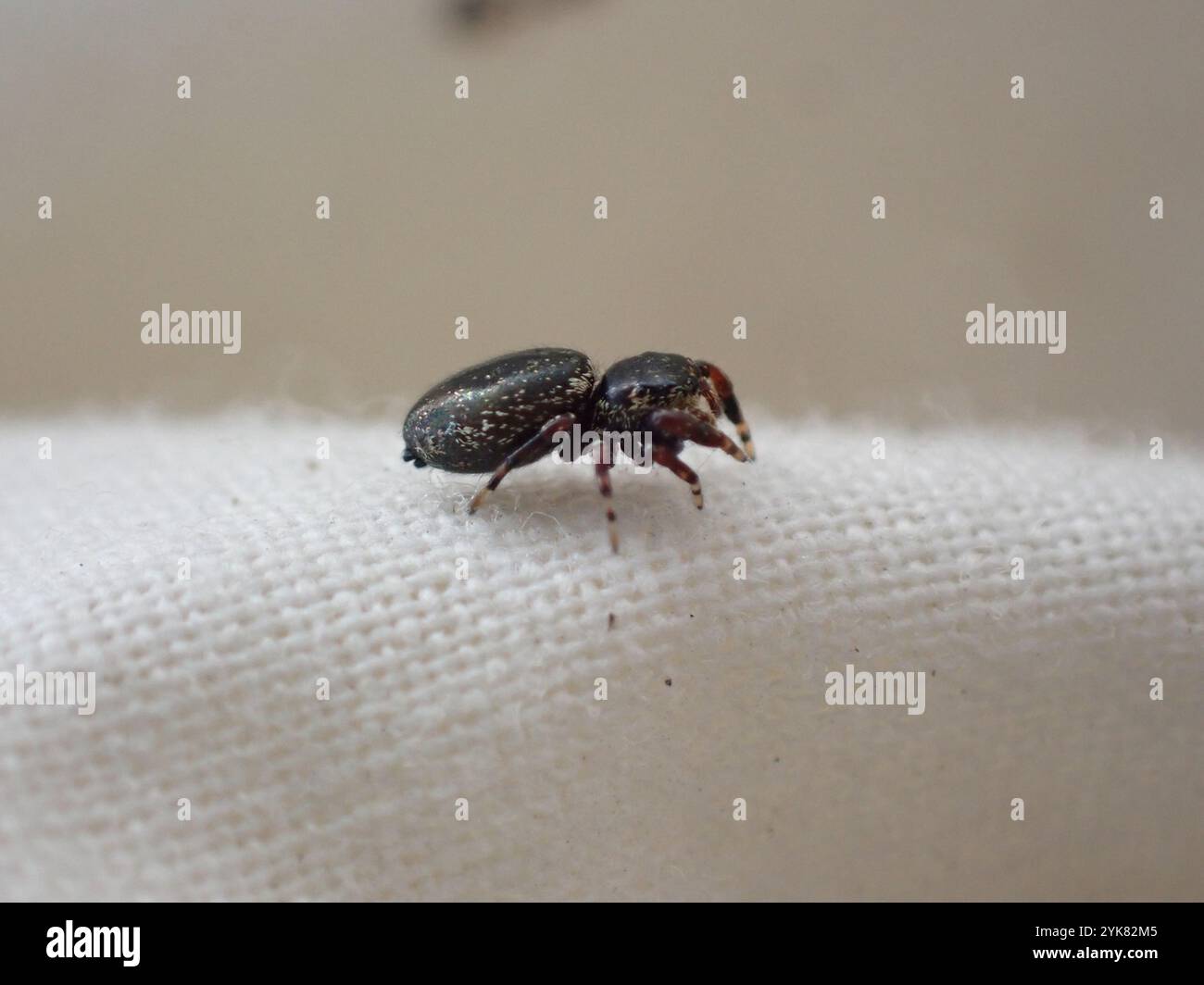 Leaf-beetle Jumping Spiders (Sassacus Stock Photo - Alamy