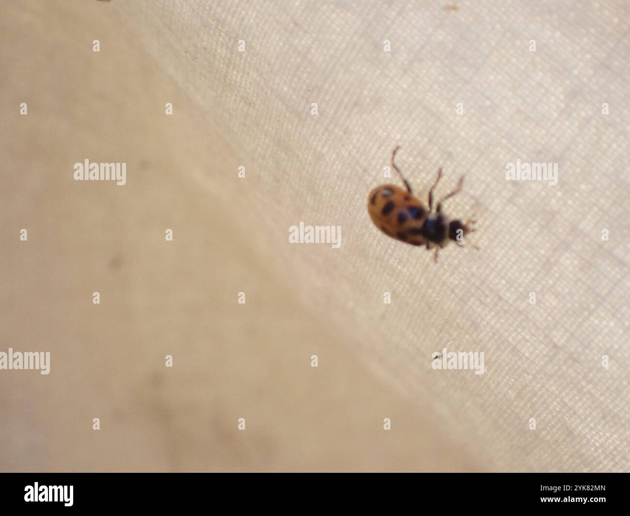 Thirteen-spotted Lady Beetle (Hippodamia tredecimpunctata Stock Photo ...