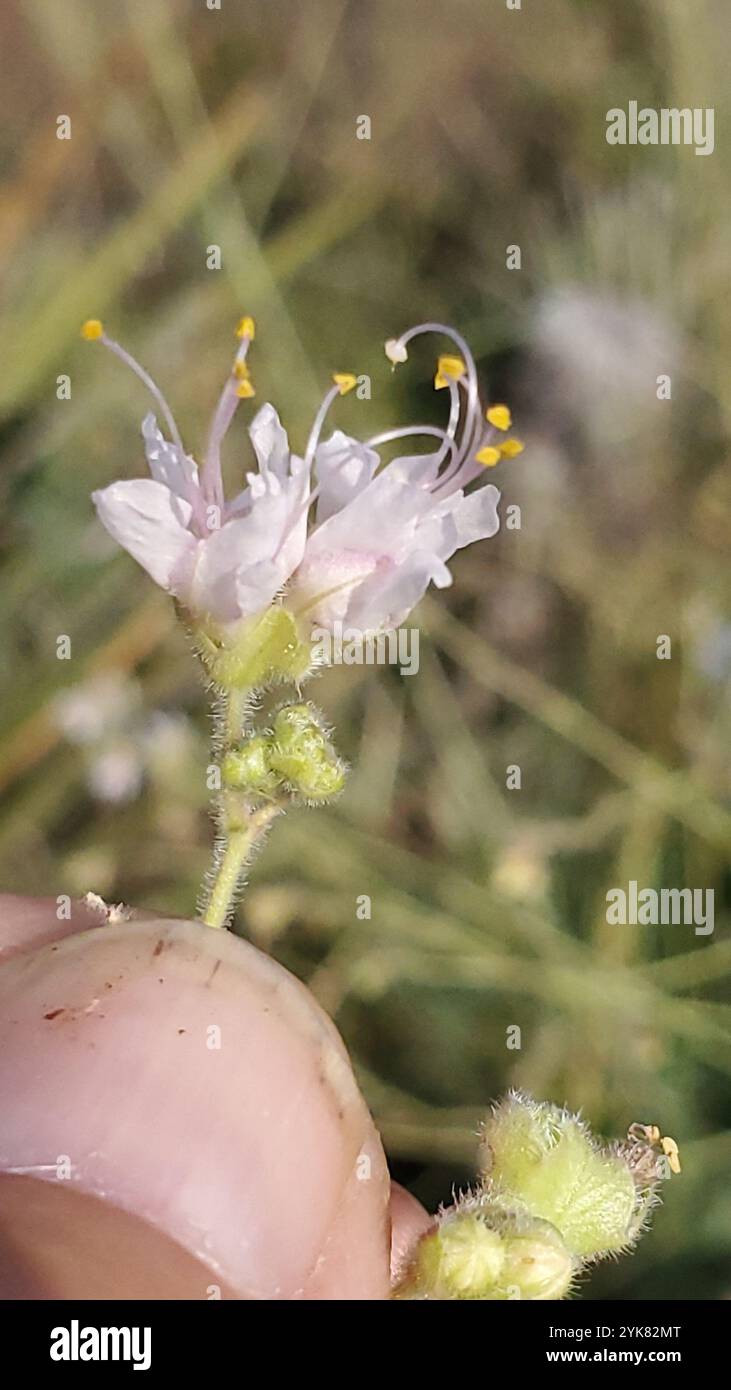 Narrowleaf Four o'Clock (Mirabilis linearis Stock Photo - Alamy