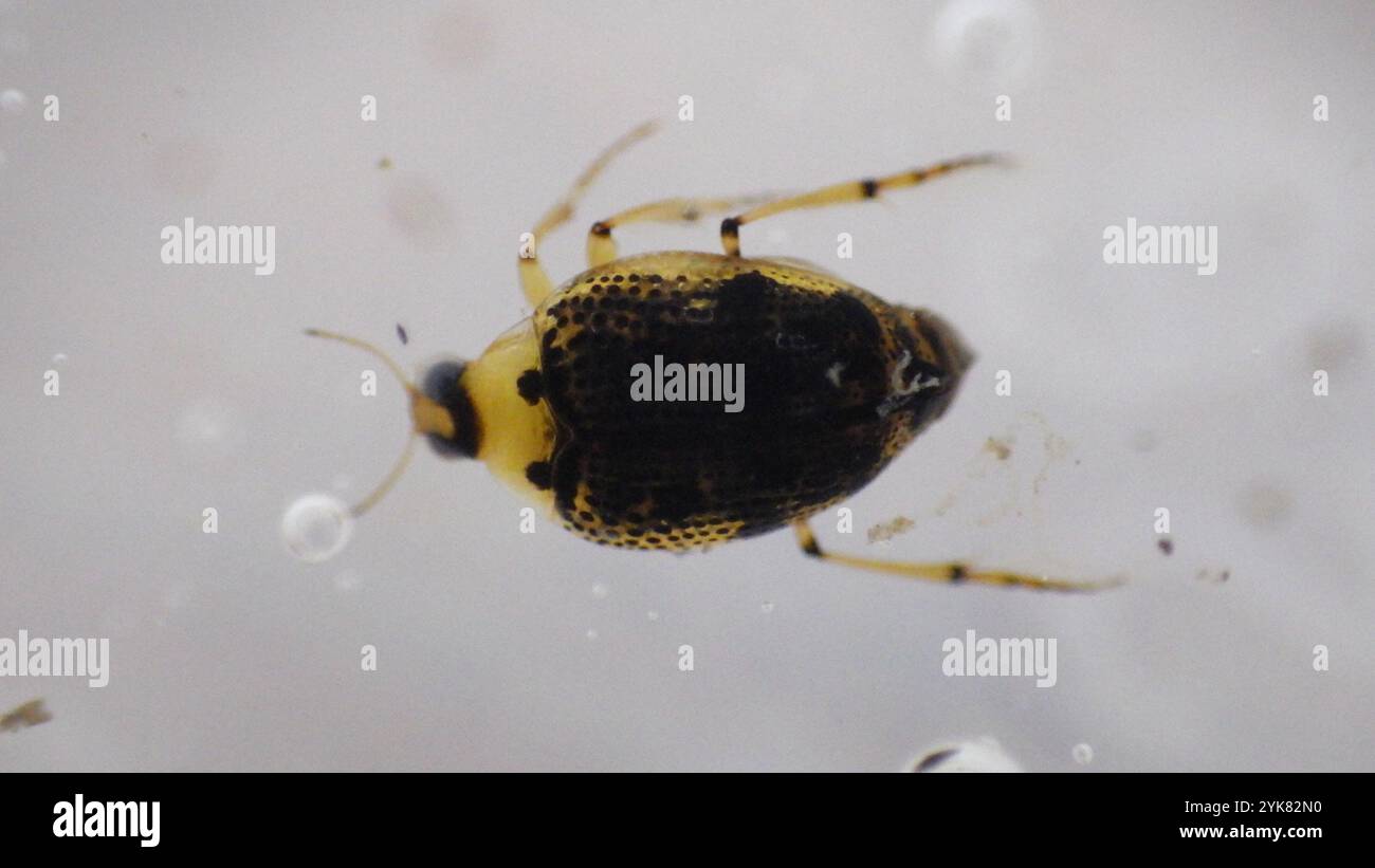 Toothless Crawling Water Beetle (Peltodytes edentulus Stock Photo - Alamy