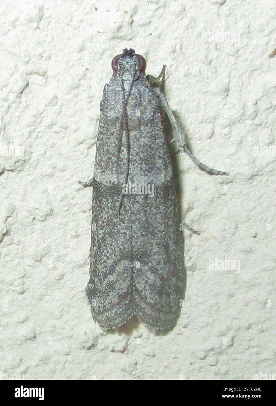Locust bean moth (Ectomyelois ceratoniae Stock Photo - Alamy