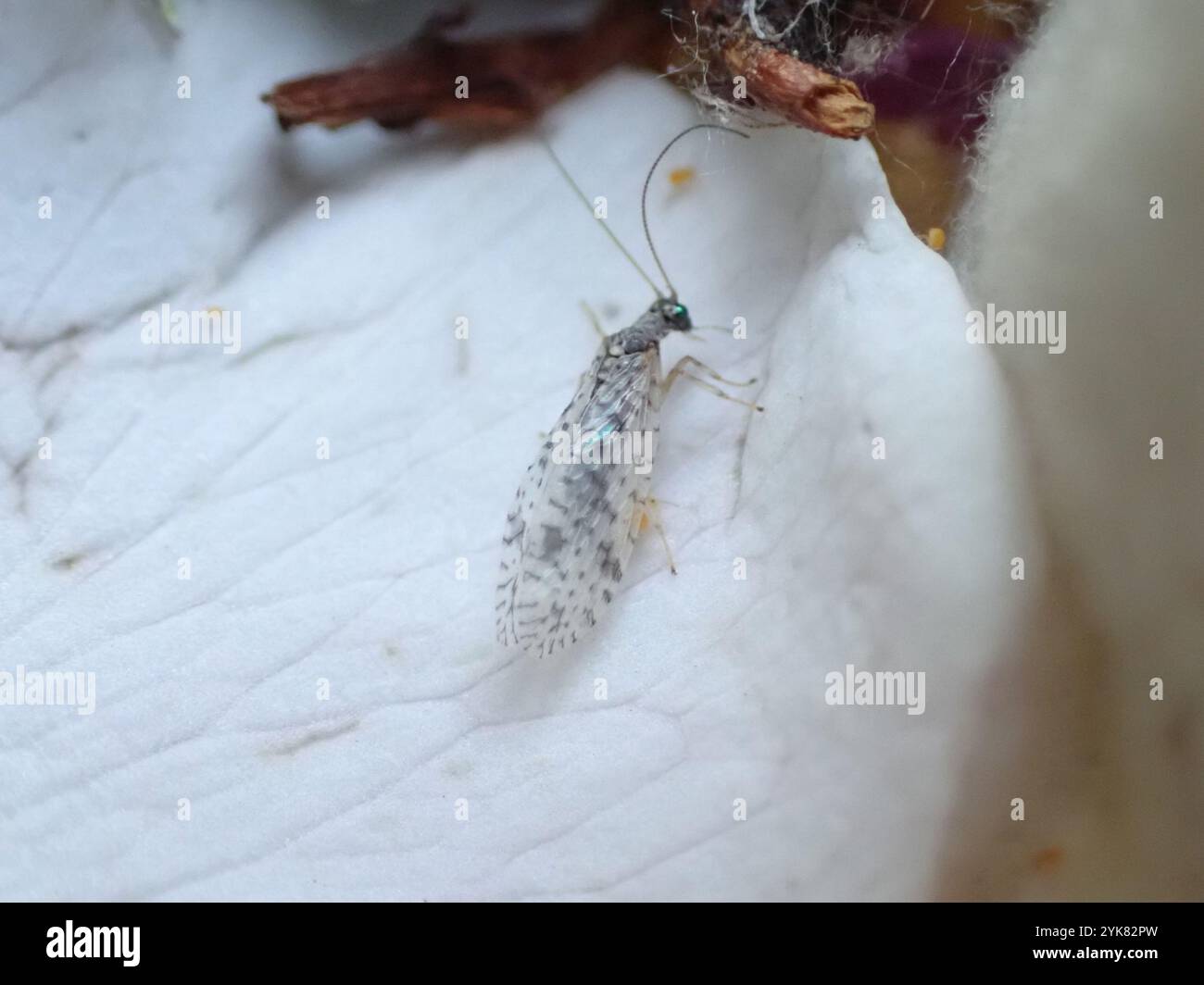 Variegated Brown Lacewing (Micromus variegatus Stock Photo - Alamy