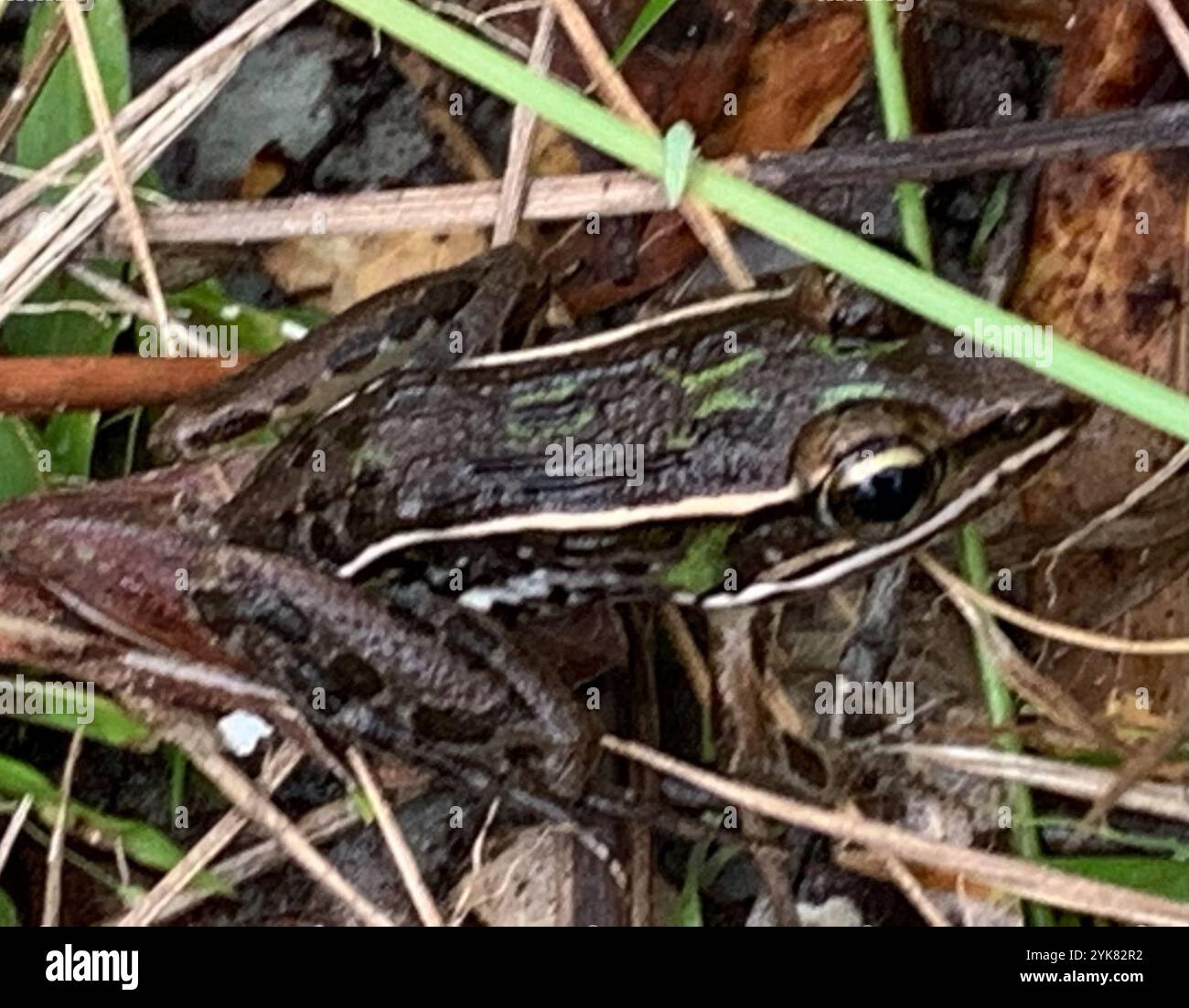 Southern Leopard Frog (Lithobates sphenocephalus Stock Photo - Alamy