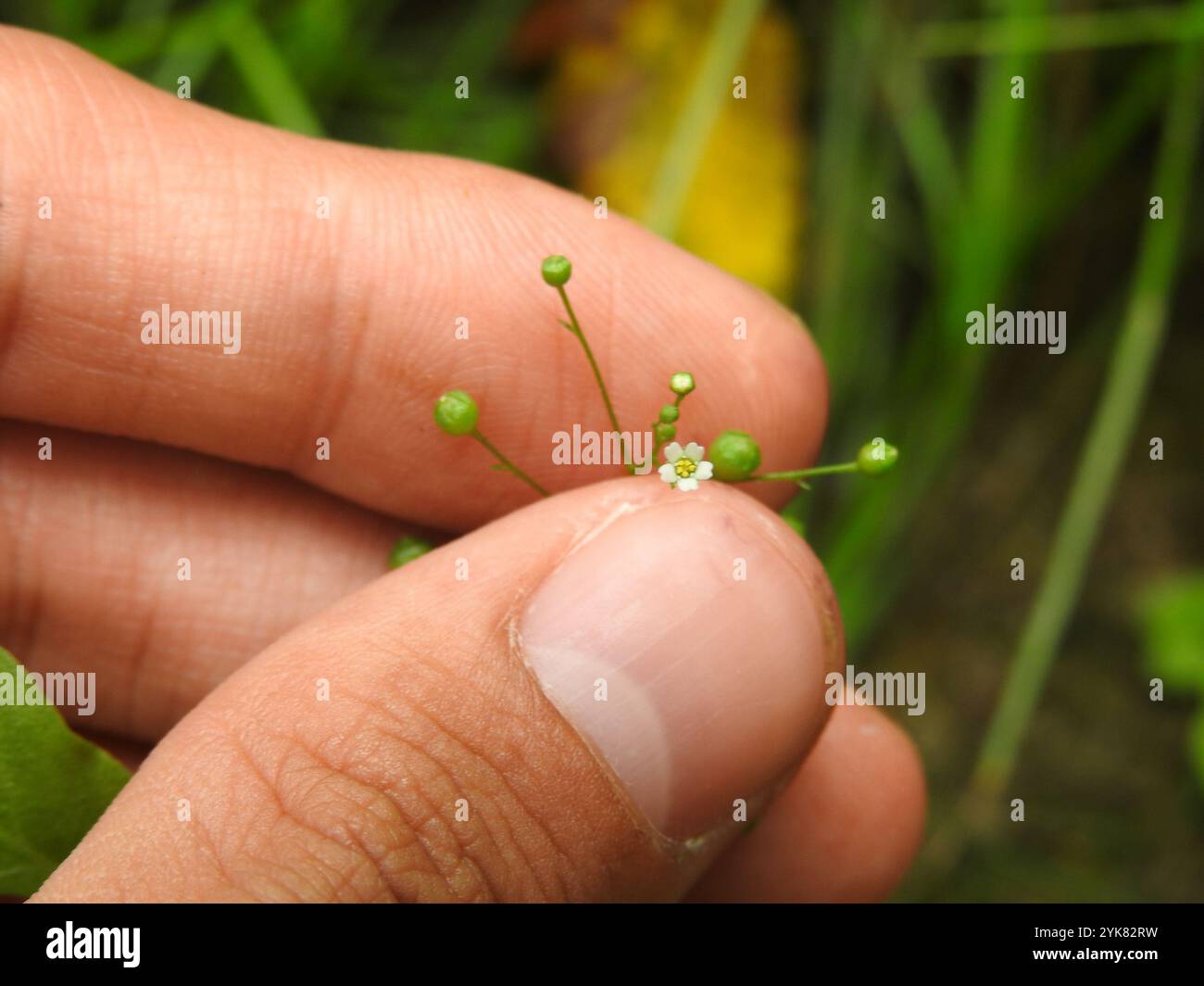 seaside brookweed (Samolus parviflorus Stock Photo - Alamy