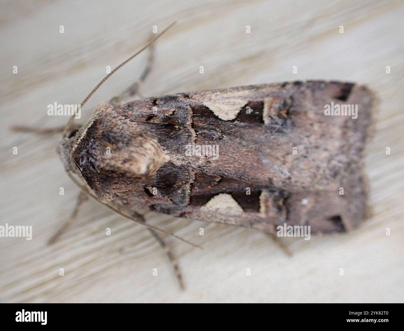 Setaceous Hebrew Character (Xestia c-nigrum Stock Photo - Alamy