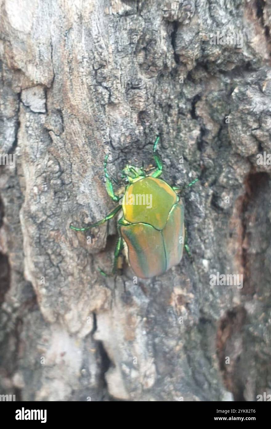 Figeater Beetle (Cotinis mutabilis Stock Photo - Alamy
