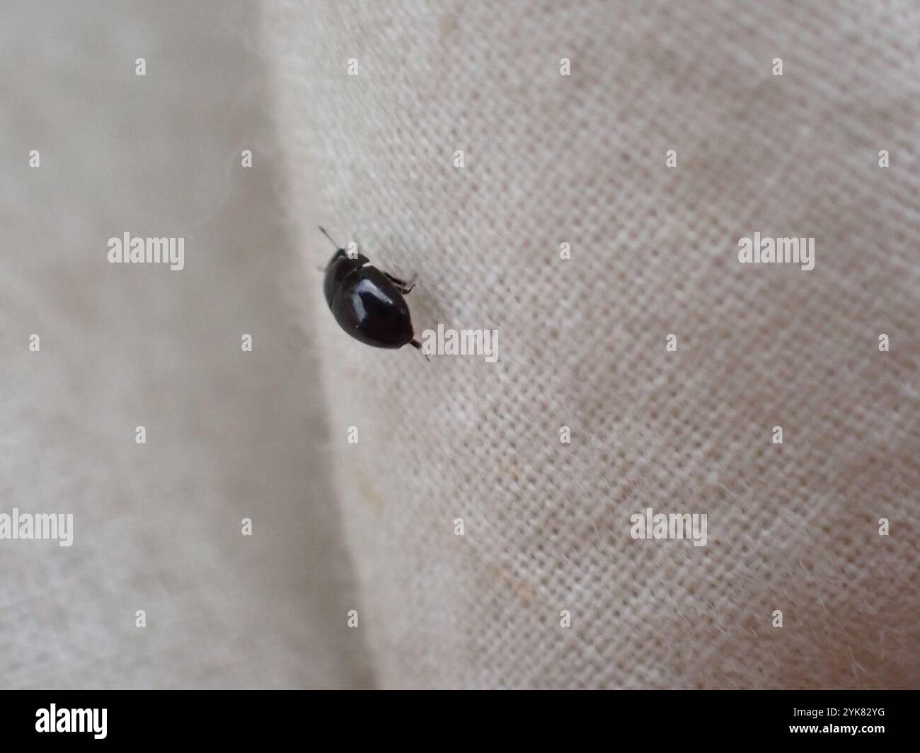 Round Fungus Beetles (Leiodidae Stock Photo - Alamy