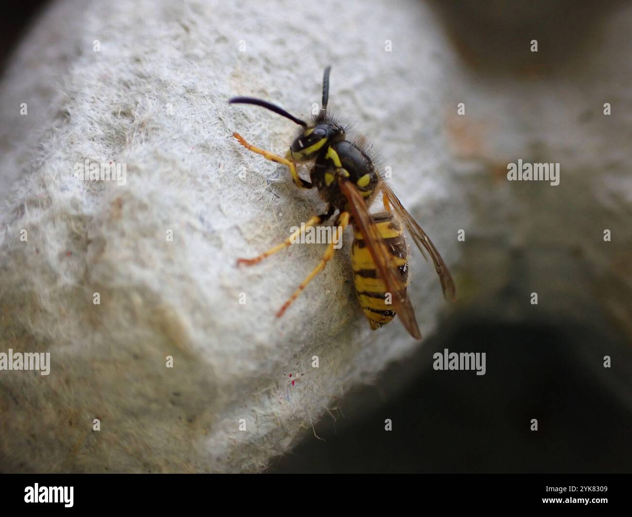 Common European Yellowjacket (Vespula vulgaris Stock Photo - Alamy