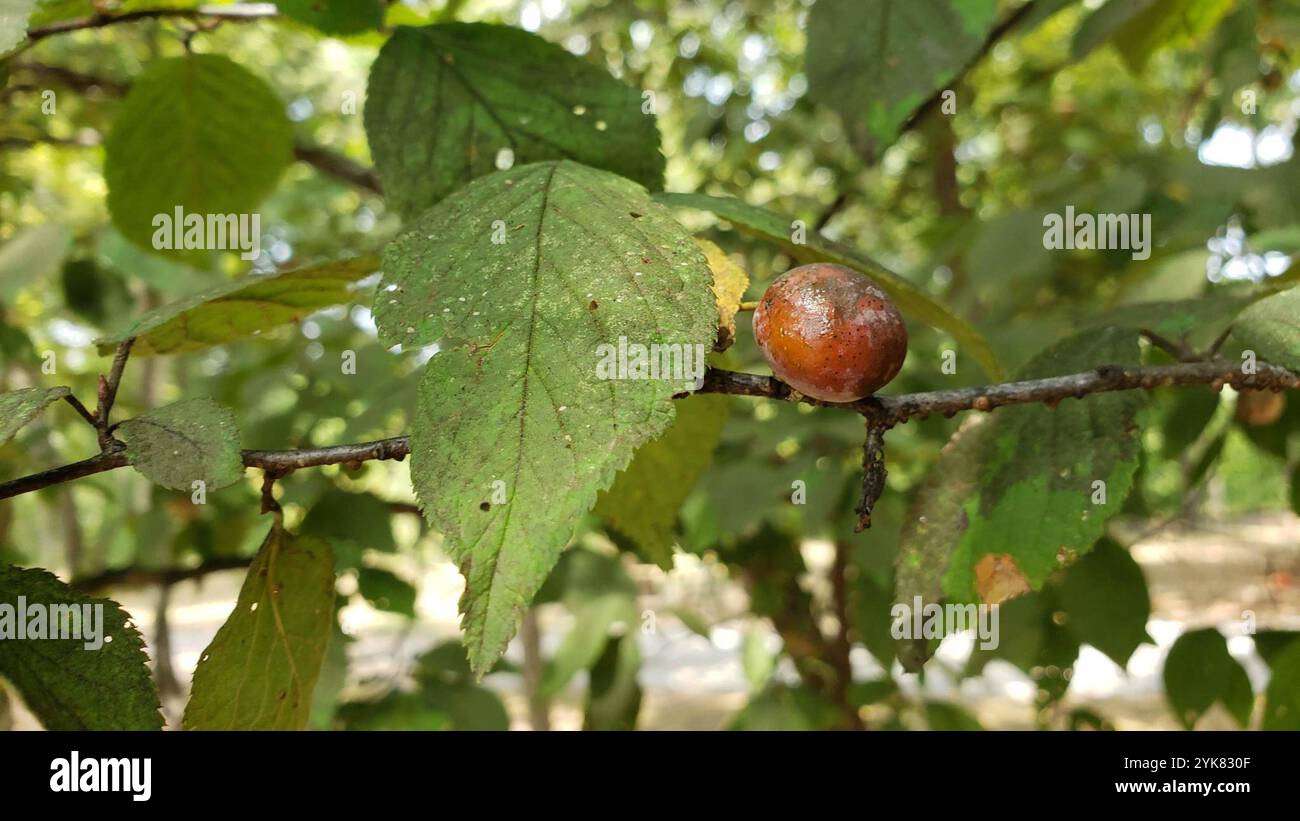 Mexican Plum (Prunus mexicana Stock Photo - Alamy