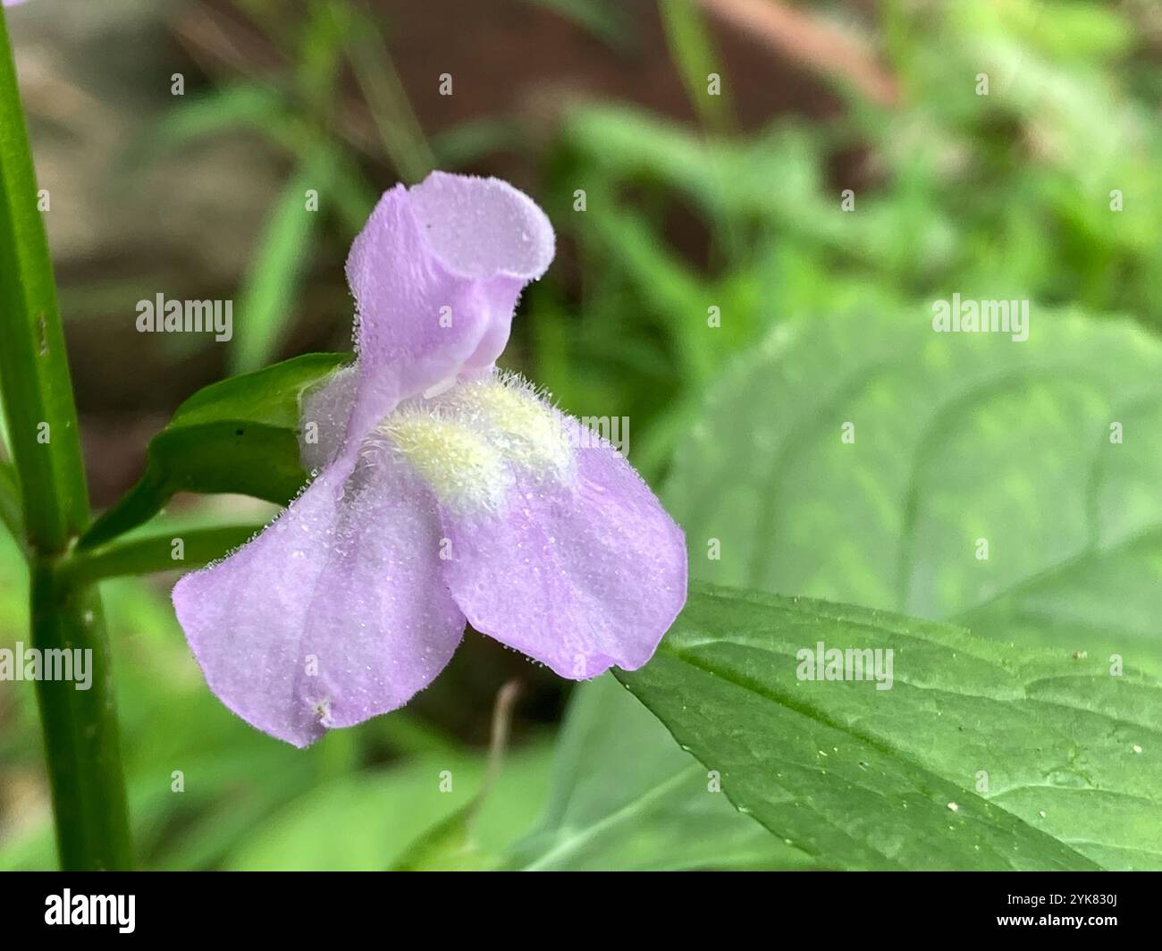 Sharpwing hi-res stock photography and images - Alamy