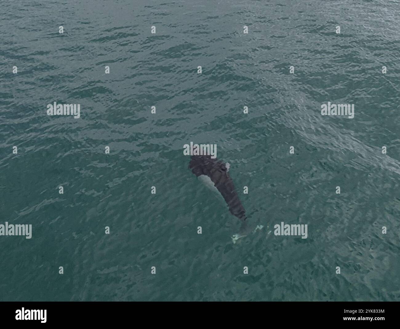 Dall's Porpoise (Phocoenoides dalli dalli Stock Photo - Alamy