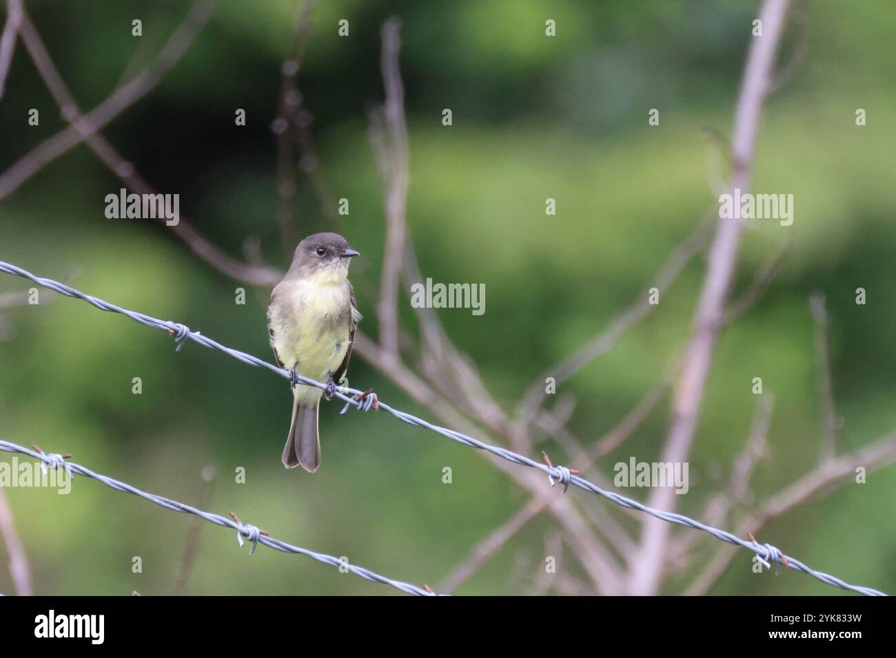 Eastern Phoebe (Sayornis phoebe Stock Photo - Alamy