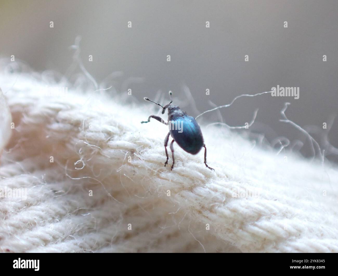 Ceutorhynchus erysimi hi-res stock photography and images - Alamy