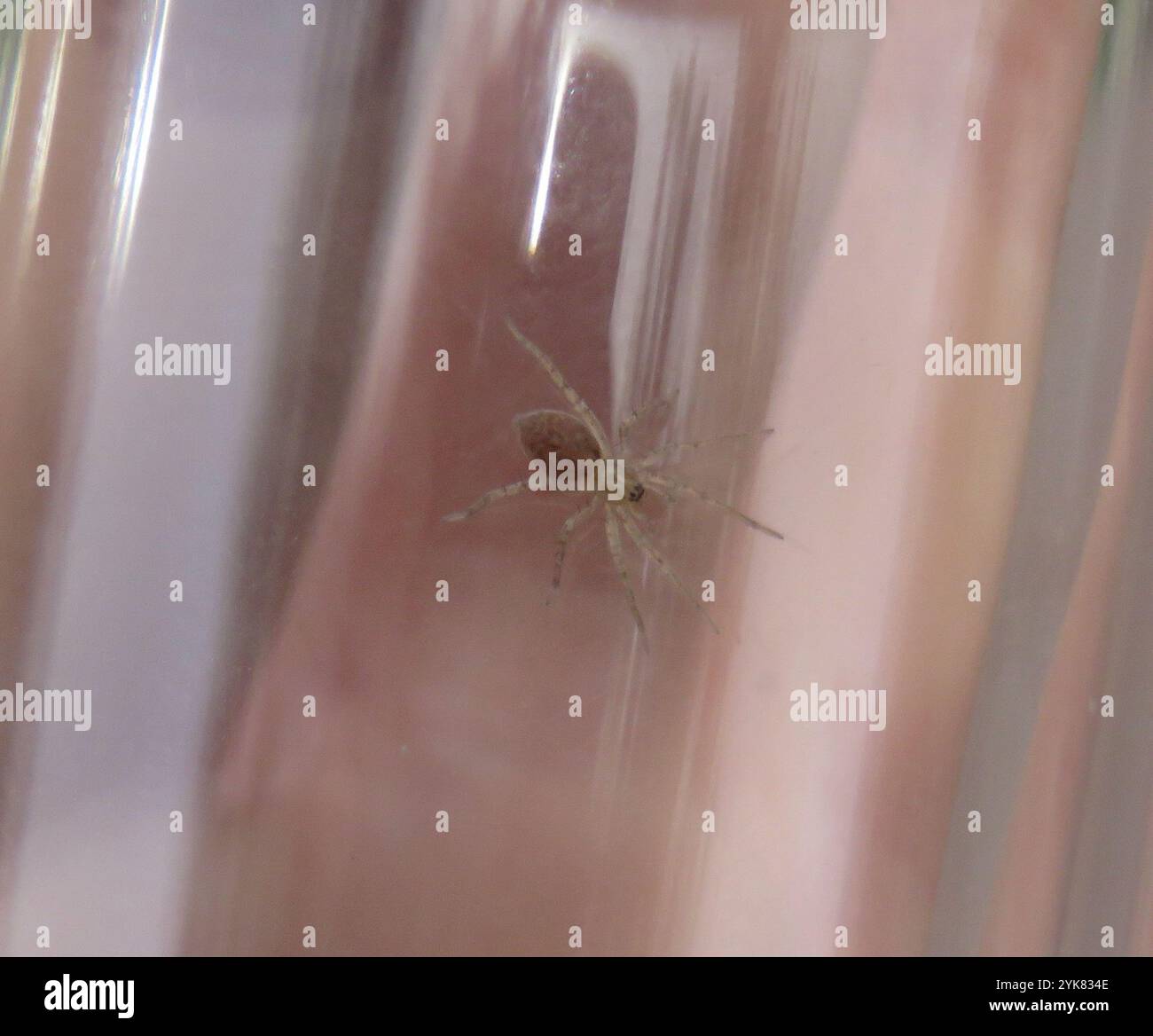 Ghost Spiders (Anyphaenidae Stock Photo - Alamy