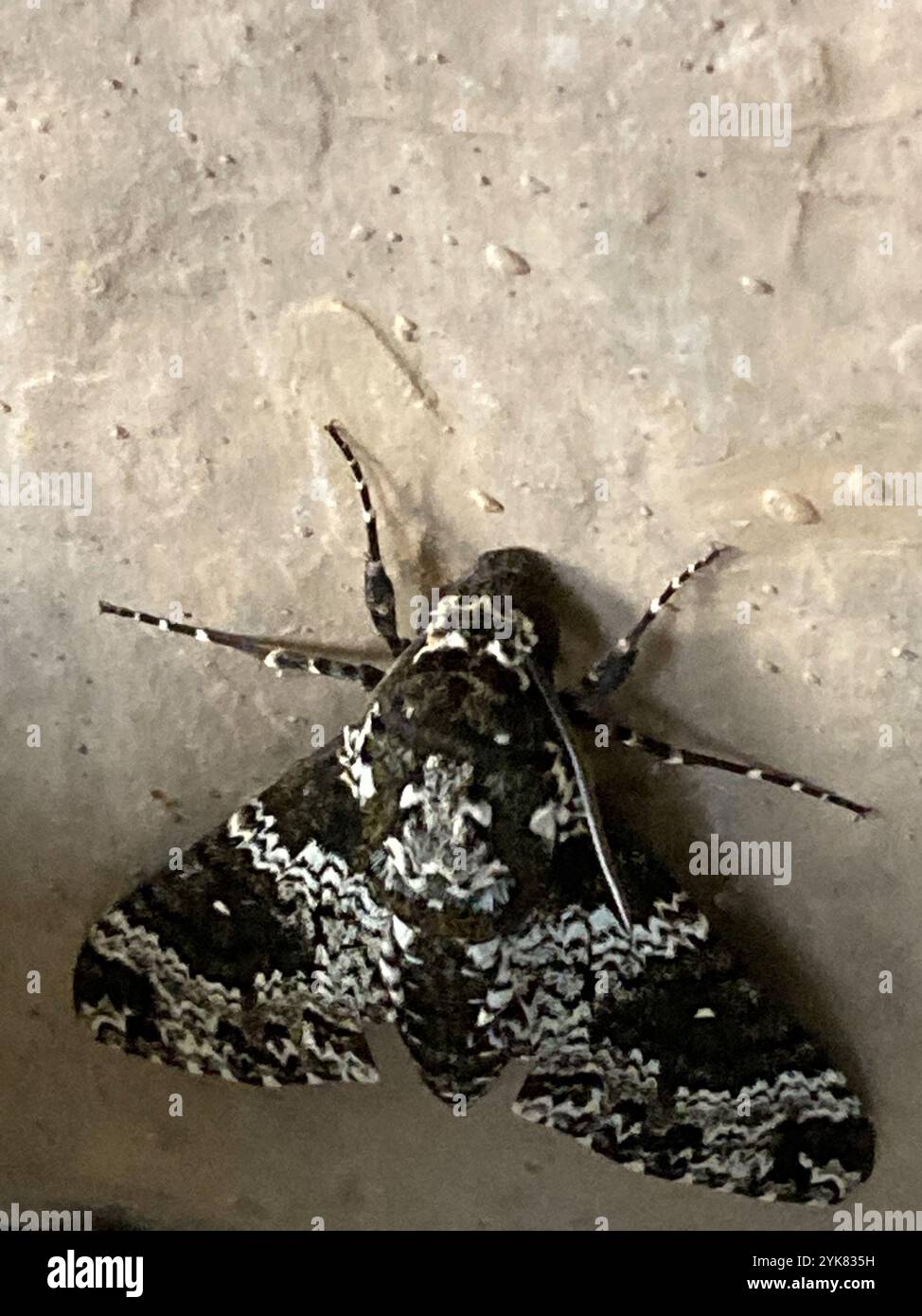 The rustic sphinx manduca rustica hi-res stock photography and images ...