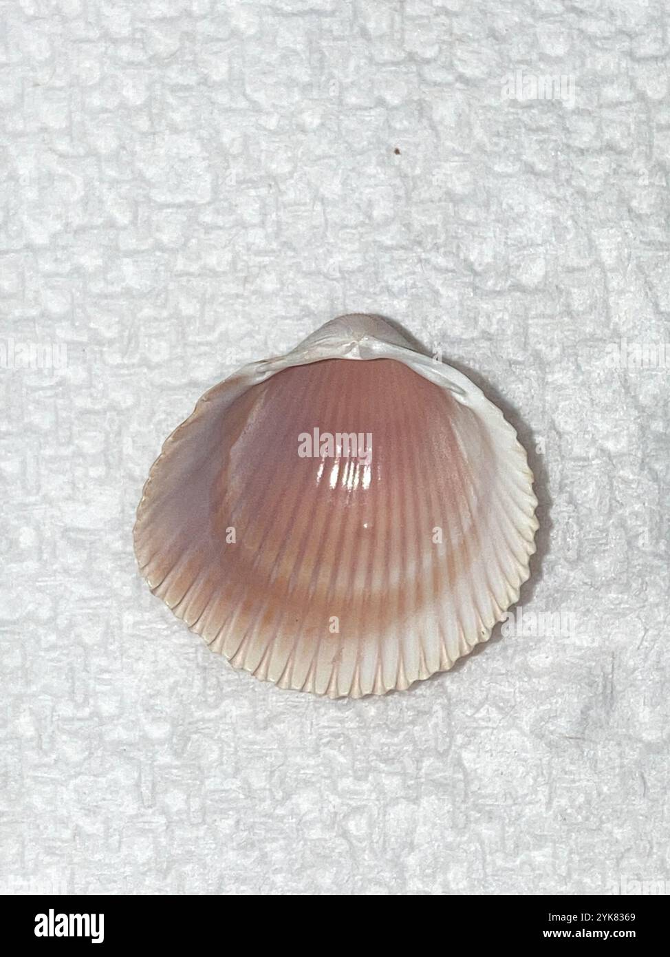 Giant Atlantic Cockle (Dinocardium robustum Stock Photo - Alamy