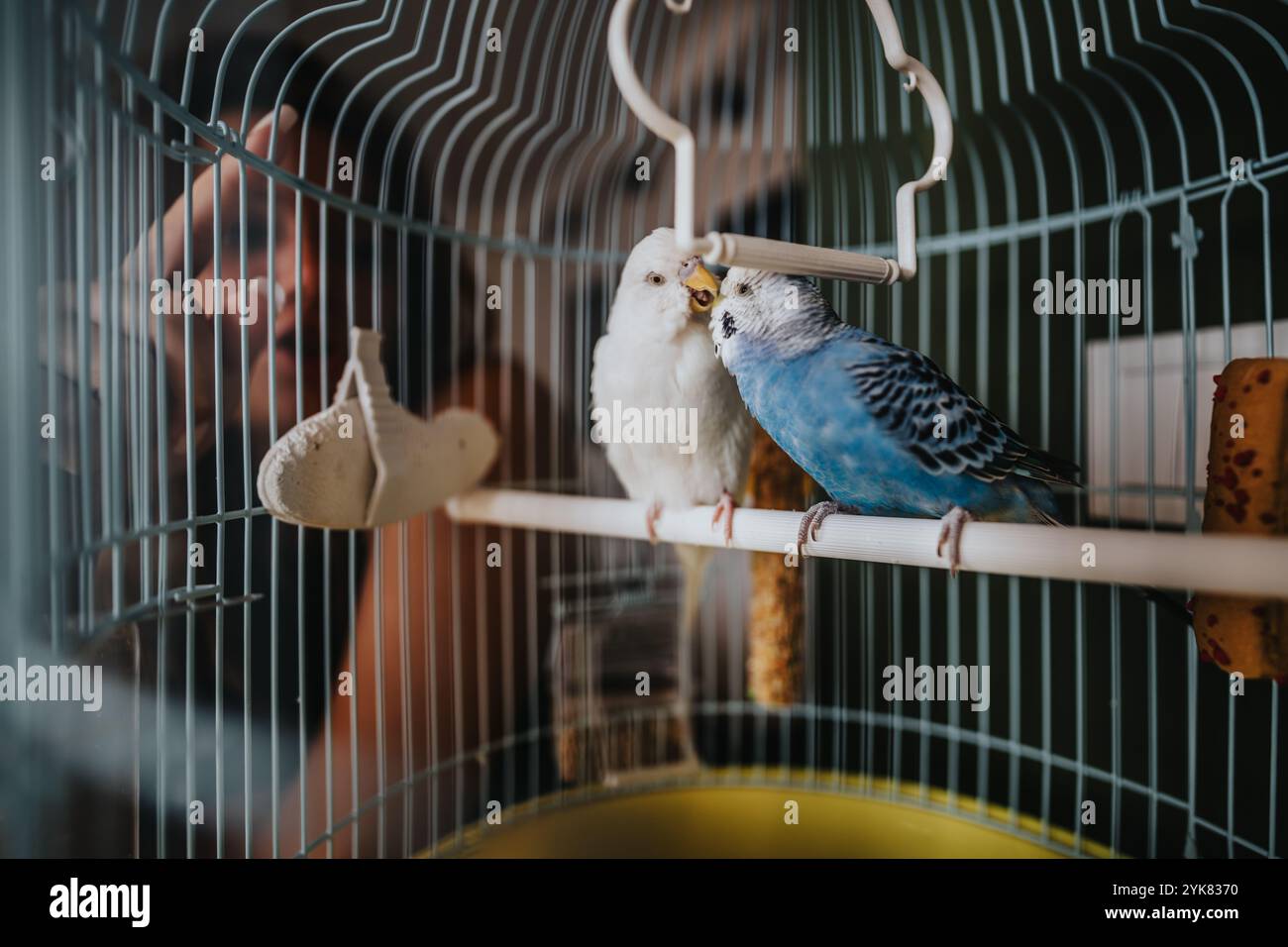 Two vibrant parakeets hi-res stock photography and images - Alamy