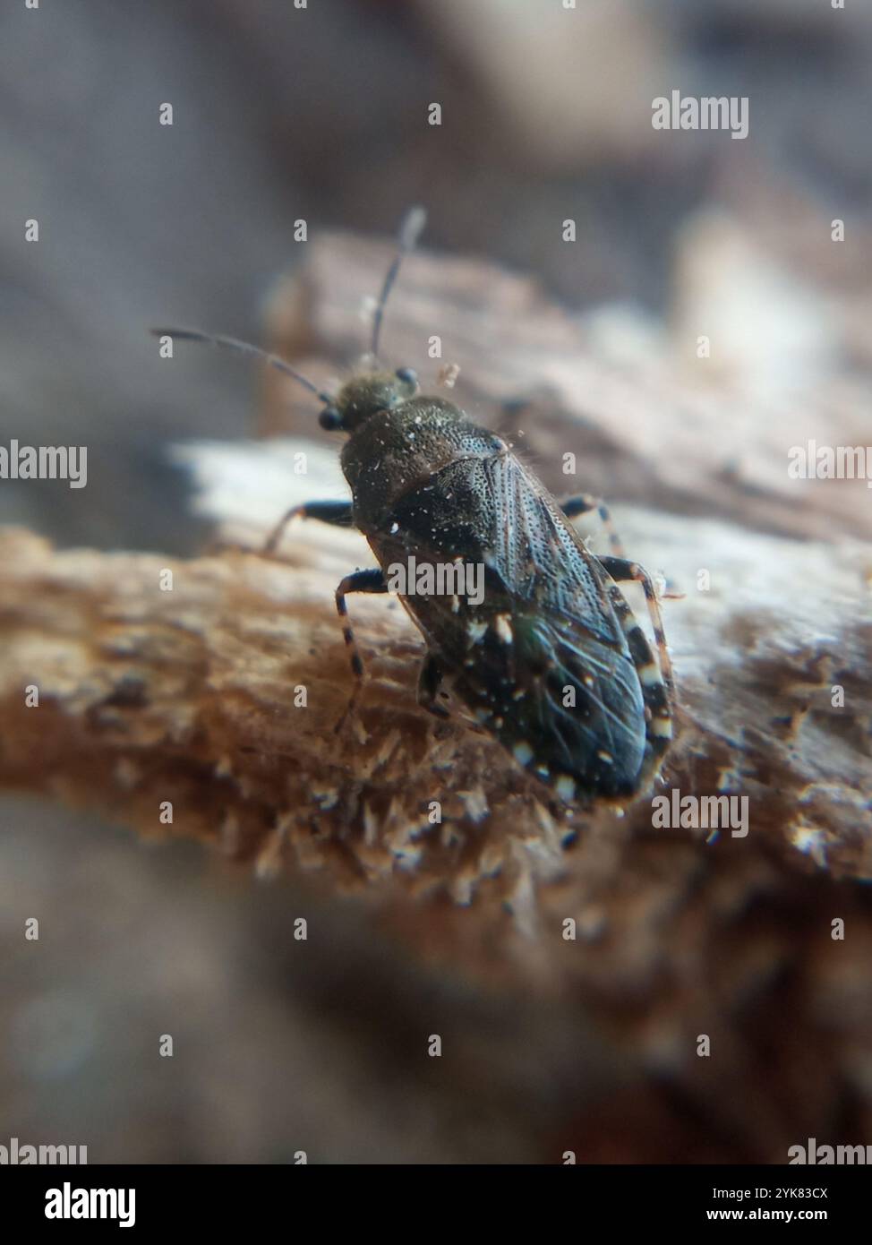 Nettle ground bug (Heterogaster urticae Stock Photo - Alamy