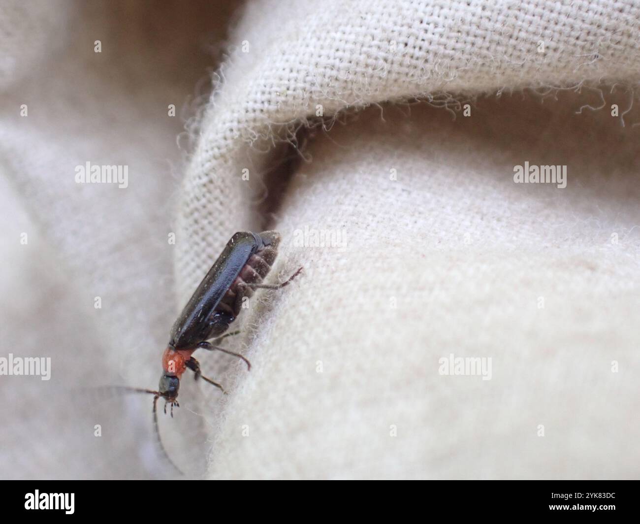 Silis hi-res stock photography and images - Alamy