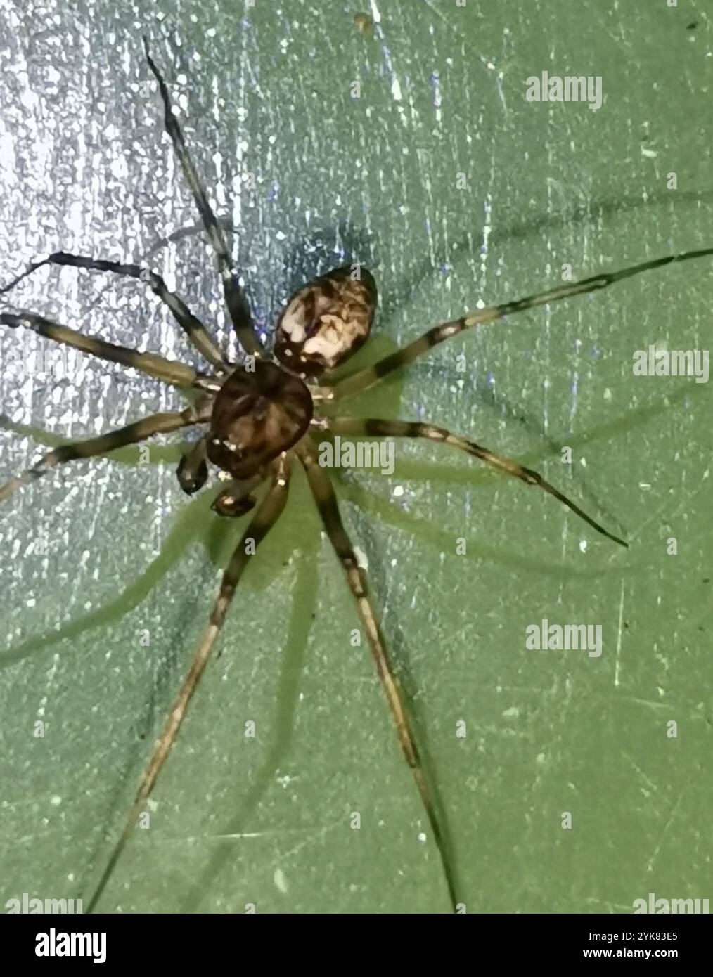 Invisible Spider (Drapetisca socialis Stock Photo - Alamy