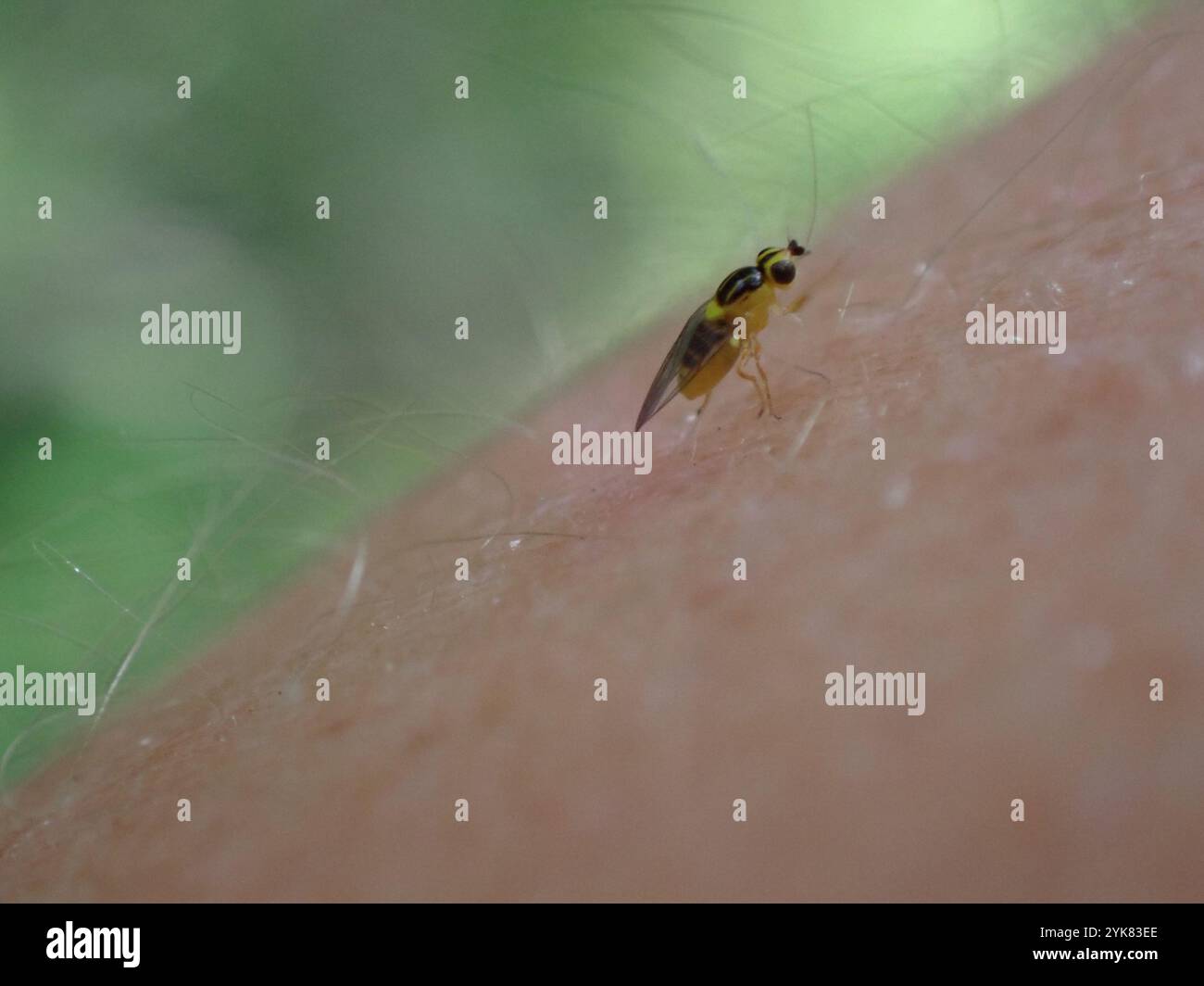 Grass Flies (Chloropinae Stock Photo - Alamy