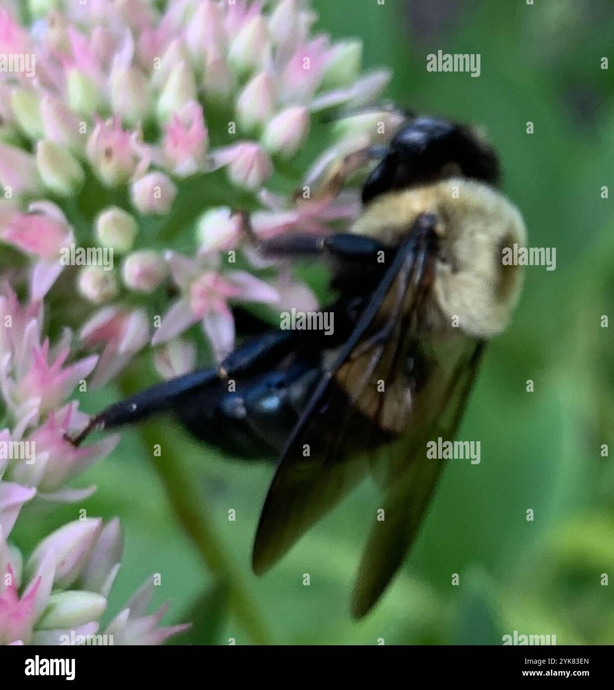 Virginia Carpenter Bee (Xylocopa virginica virginica Stock Photo - Alamy