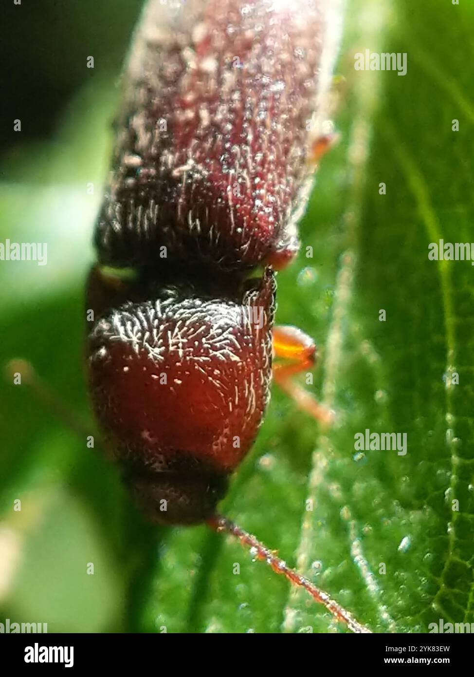 Click Beetles (Elateridae Stock Photo - Alamy