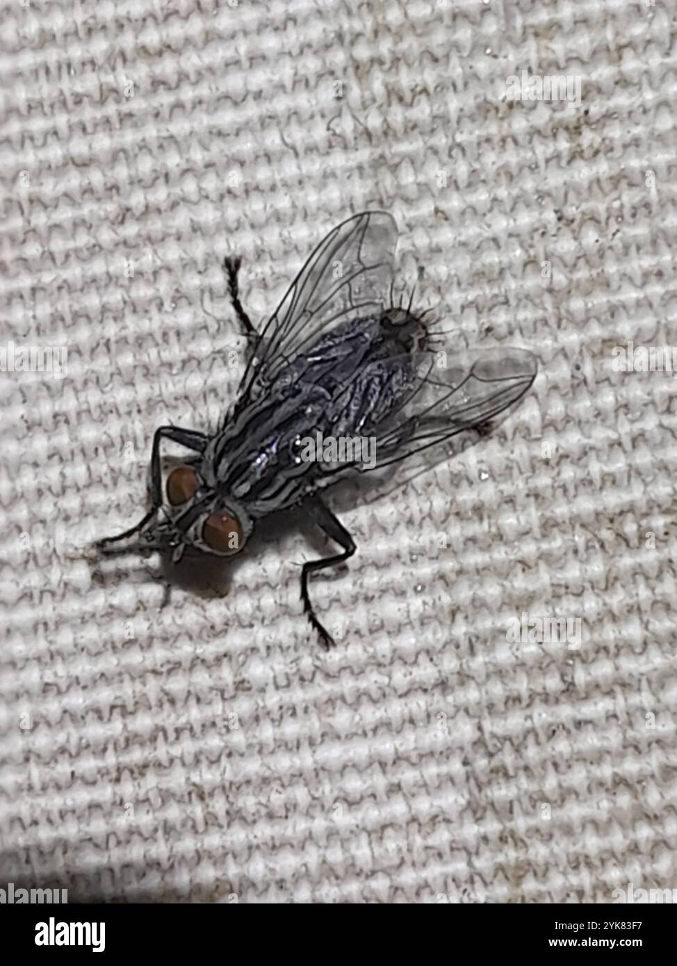 Common Flesh Flies (Sarcophaga Stock Photo - Alamy