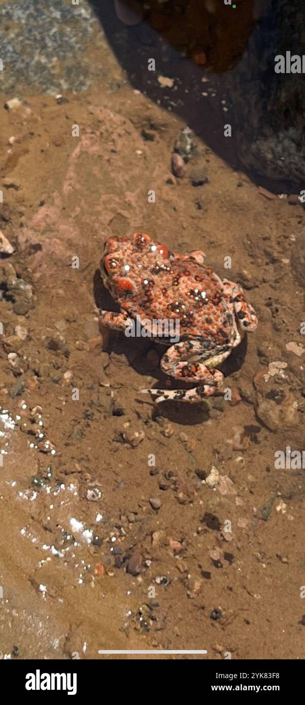 Red-spotted Toad (Anaxyrus punctatus Stock Photo - Alamy